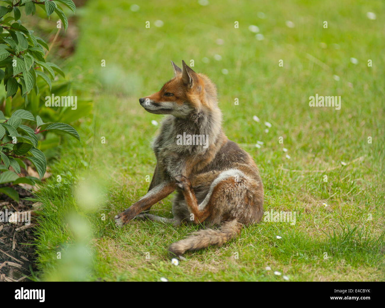 Red fox in suburban London garden lawn Stock Photo - Alamy