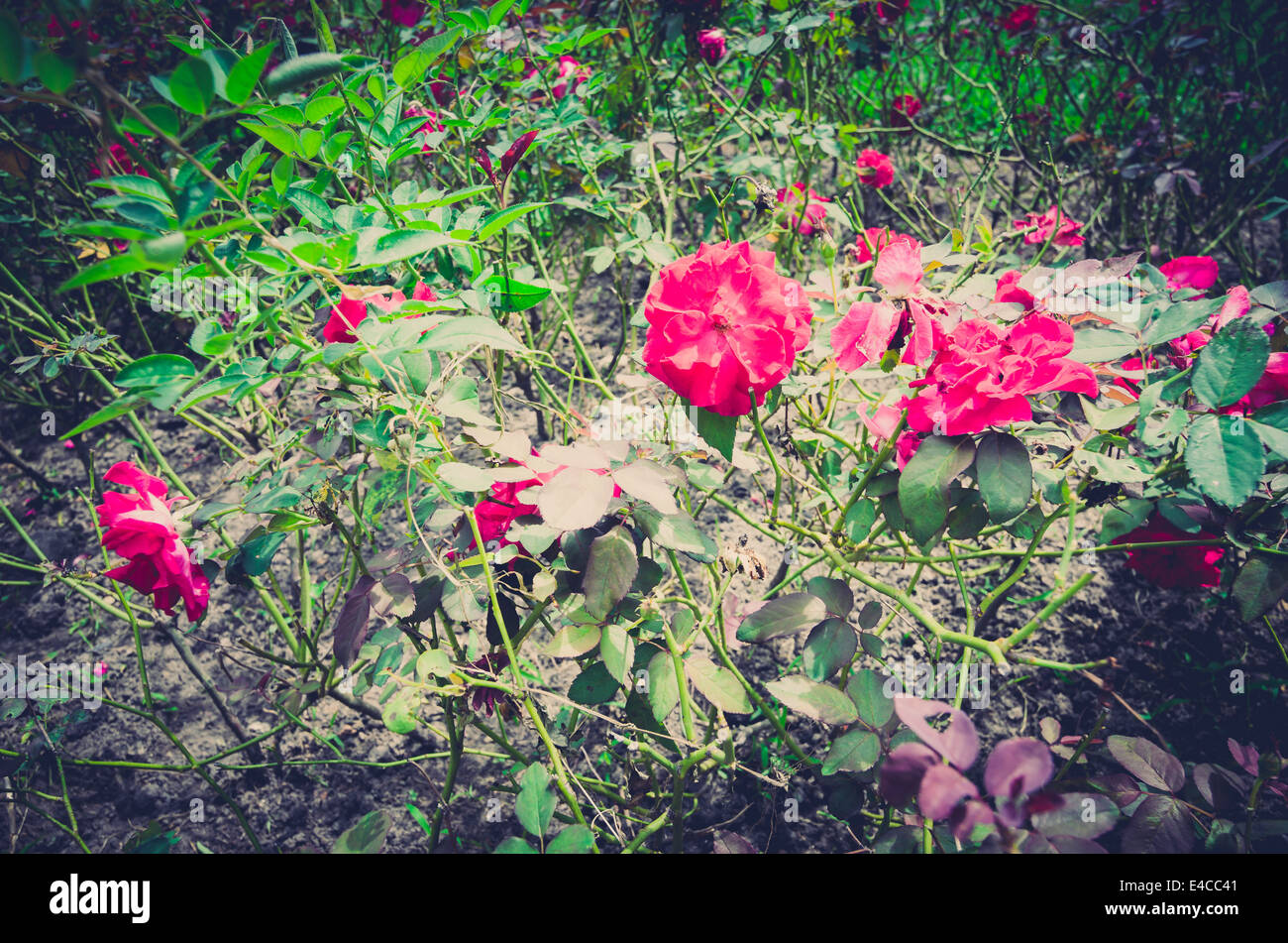 red rose flower in the garden or in the nature Stock Photo - Alamy