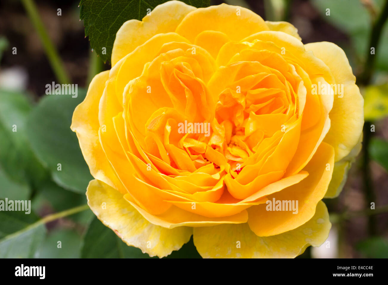 Single flower of the David Austin English Rose, 'Molineux' Stock Photo ...