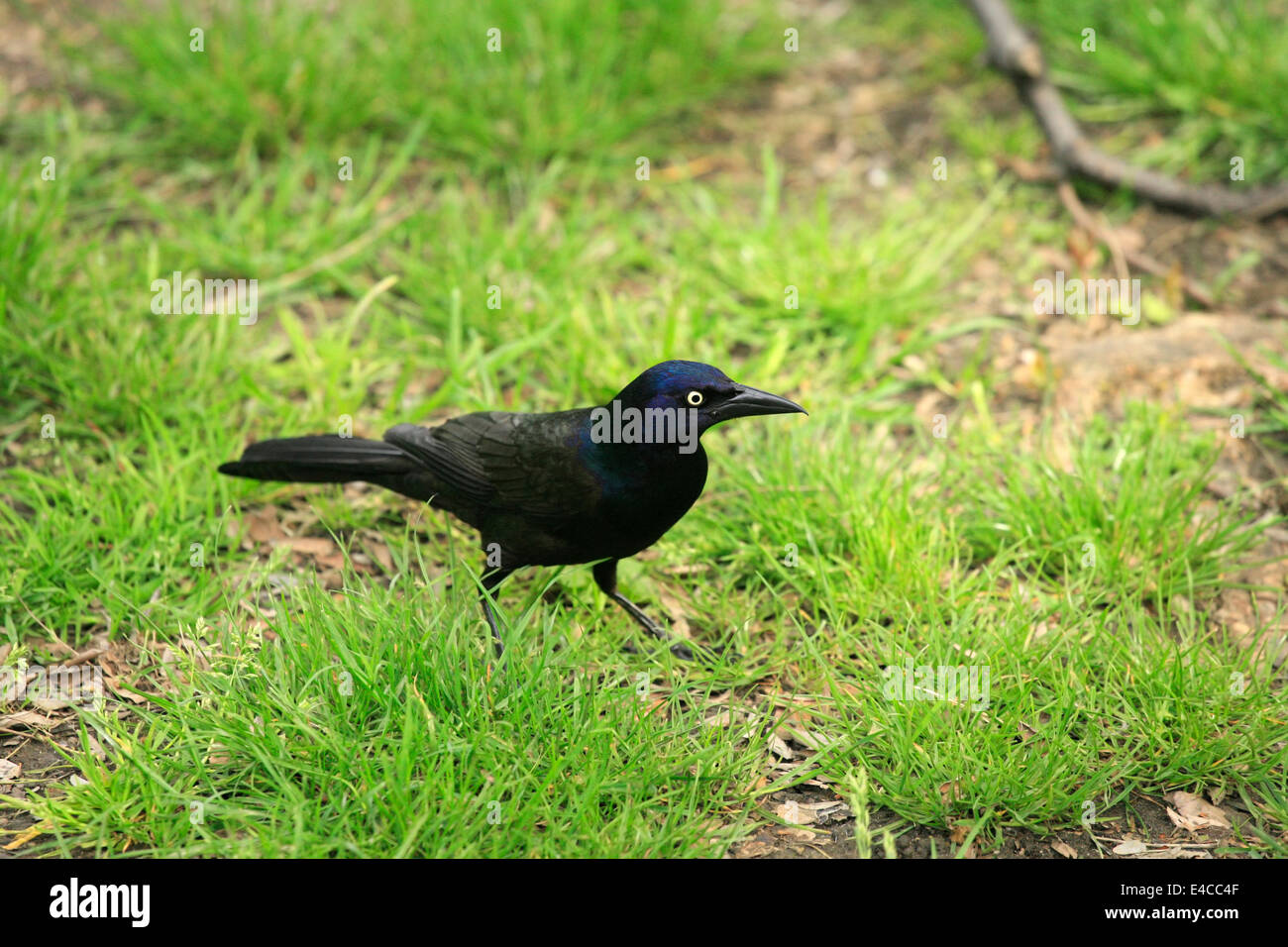 The Common Grackle, Quiscalus quiscula Stock Photo - Alamy