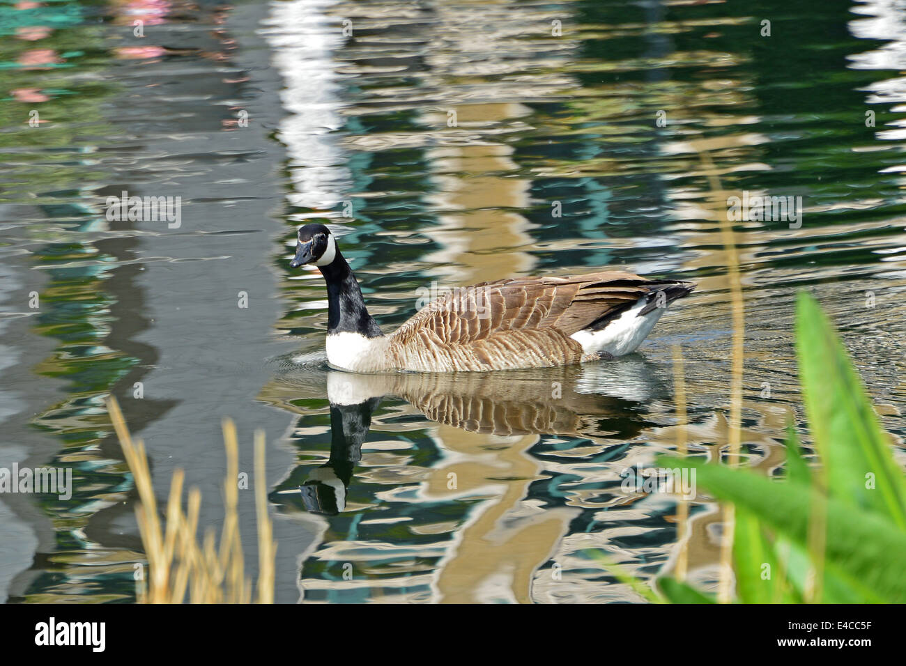 Canadian goose hi-res stock photography and images - Alamy