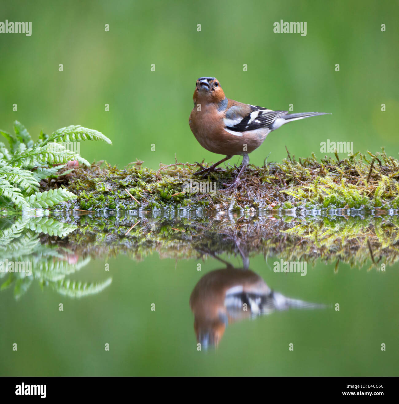 Rust red chaffinch hi-res stock photography and images - Alamy
