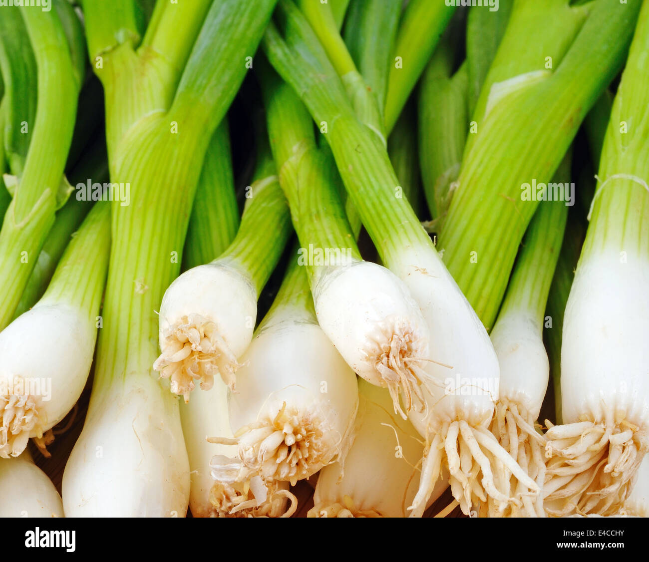 Bunch of white spring onions Stock Photo - Alamy