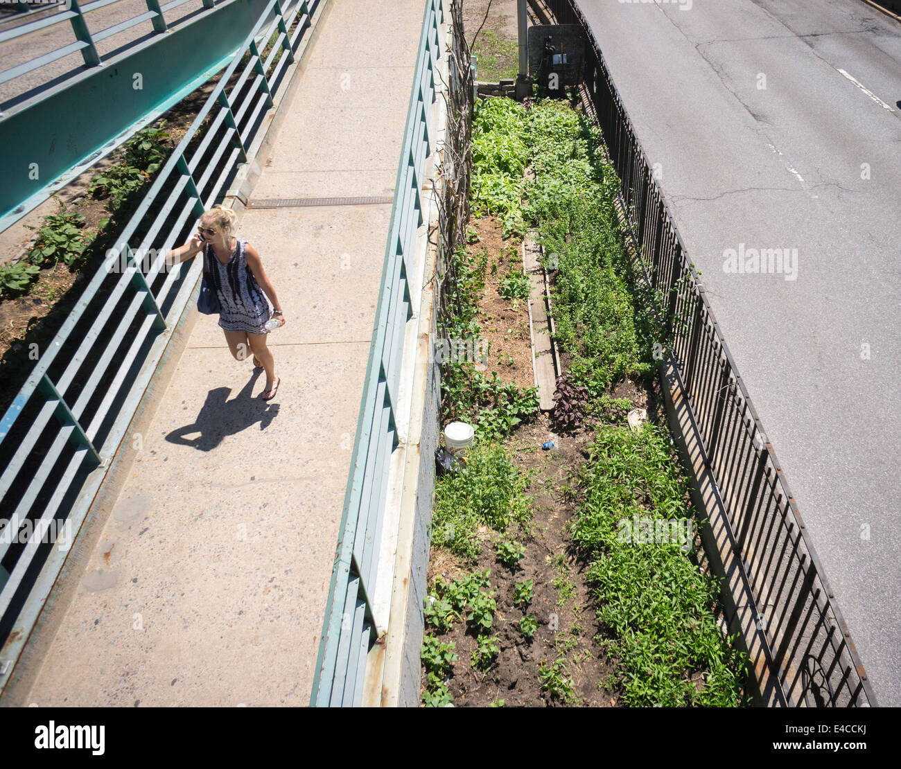 Garden plants growing at the side of a field hi-res stock photography ...