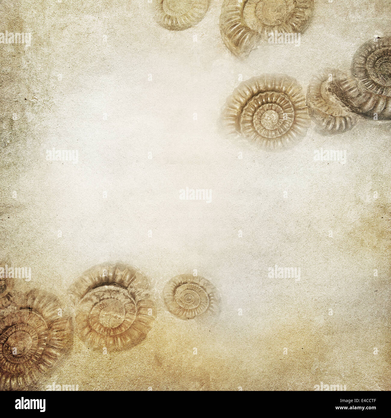Vintage paper background with fossils Stock Photo - Alamy
