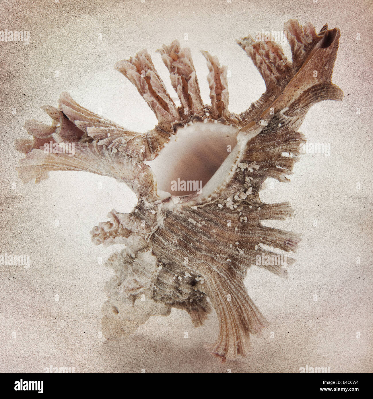 Vintage background with sea shell Stock Photo - Alamy