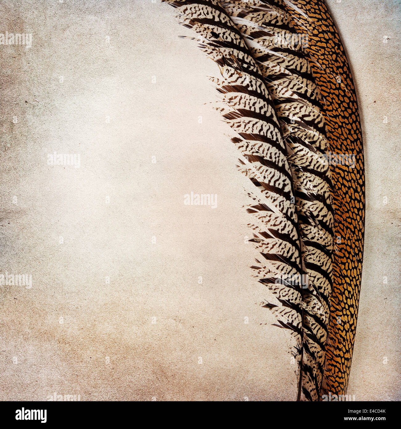 Vintage background with phesant feather Stock Photo - Alamy