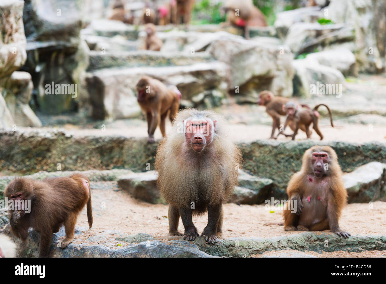 South East Asia, Singapore, Singapore zoo, Ethiopian baboon, Gelada ...