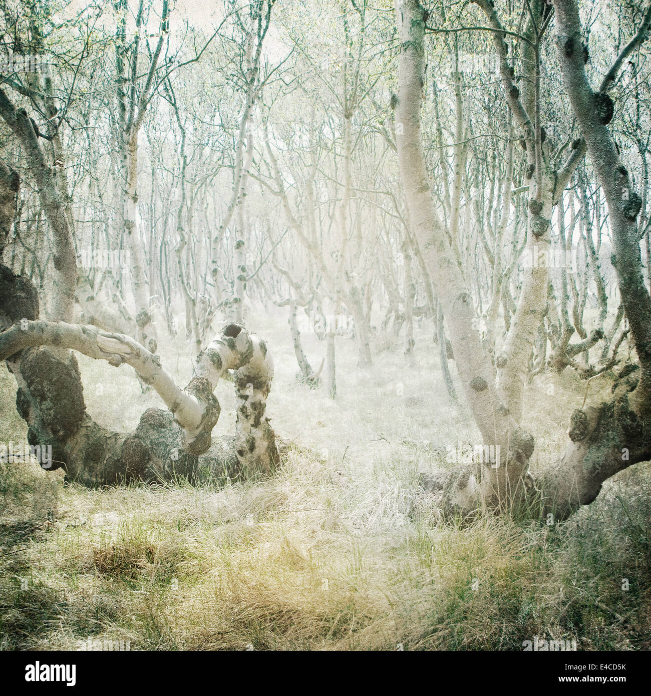 Vintage forest background Stock Photo - Alamy