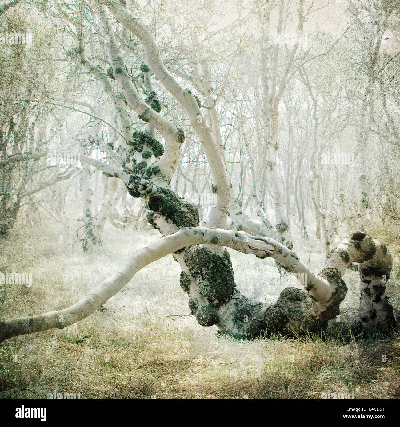 Vintage forest background Stock Photo - Alamy