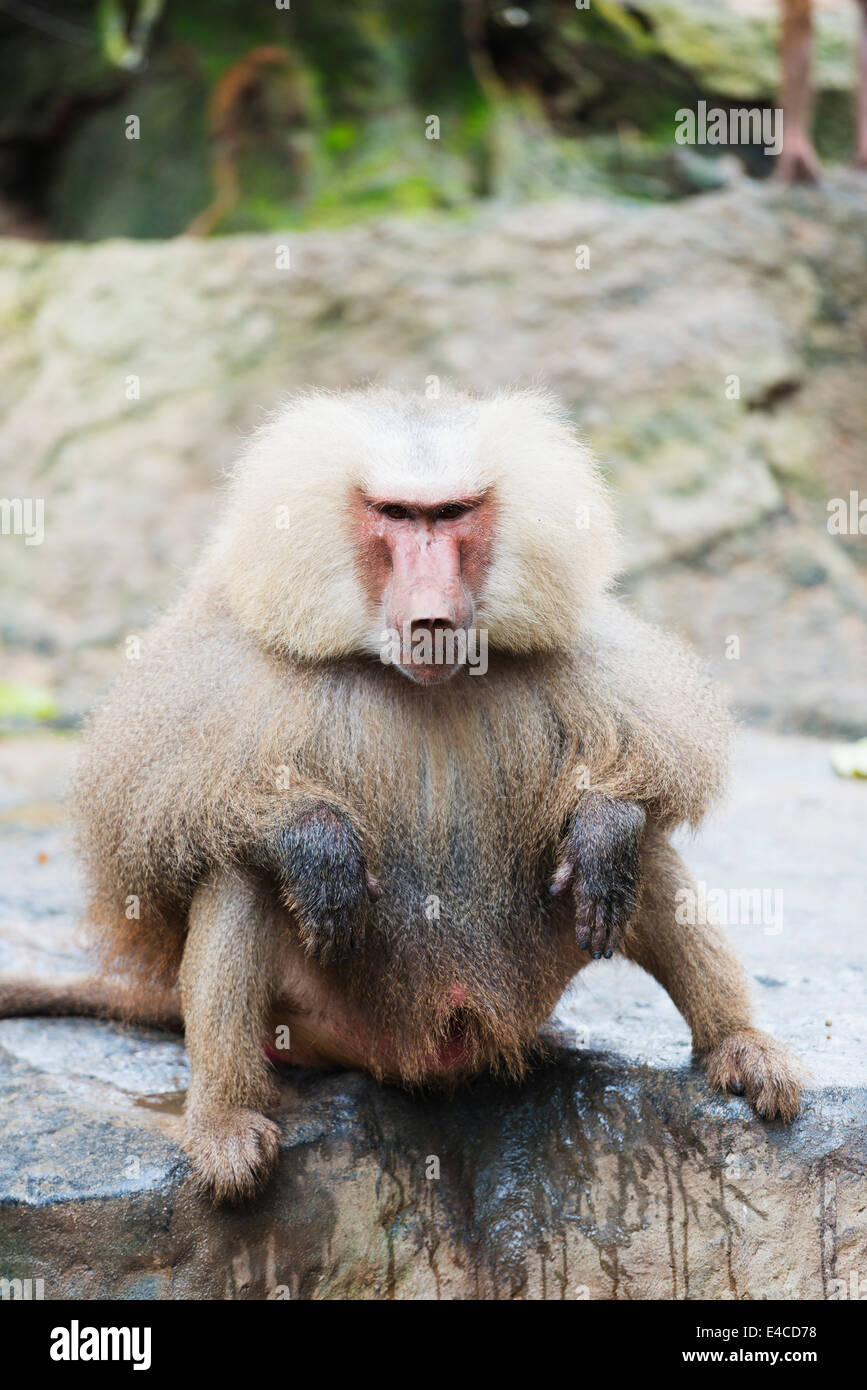 South East Asia, Singapore, Singapore zoo, Ethiopian baboon, Gelada ...