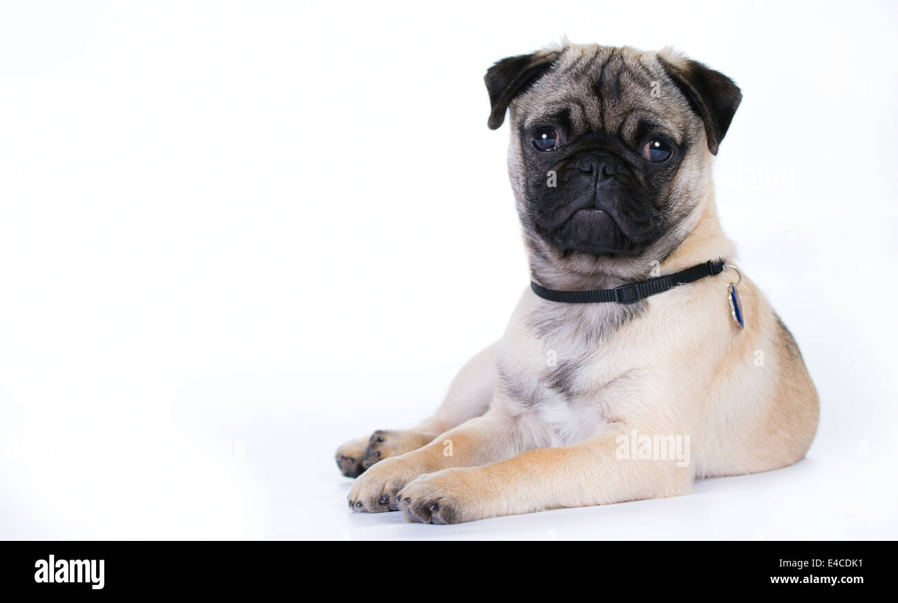 Pug lying down hi-res stock photography and images - Alamy
