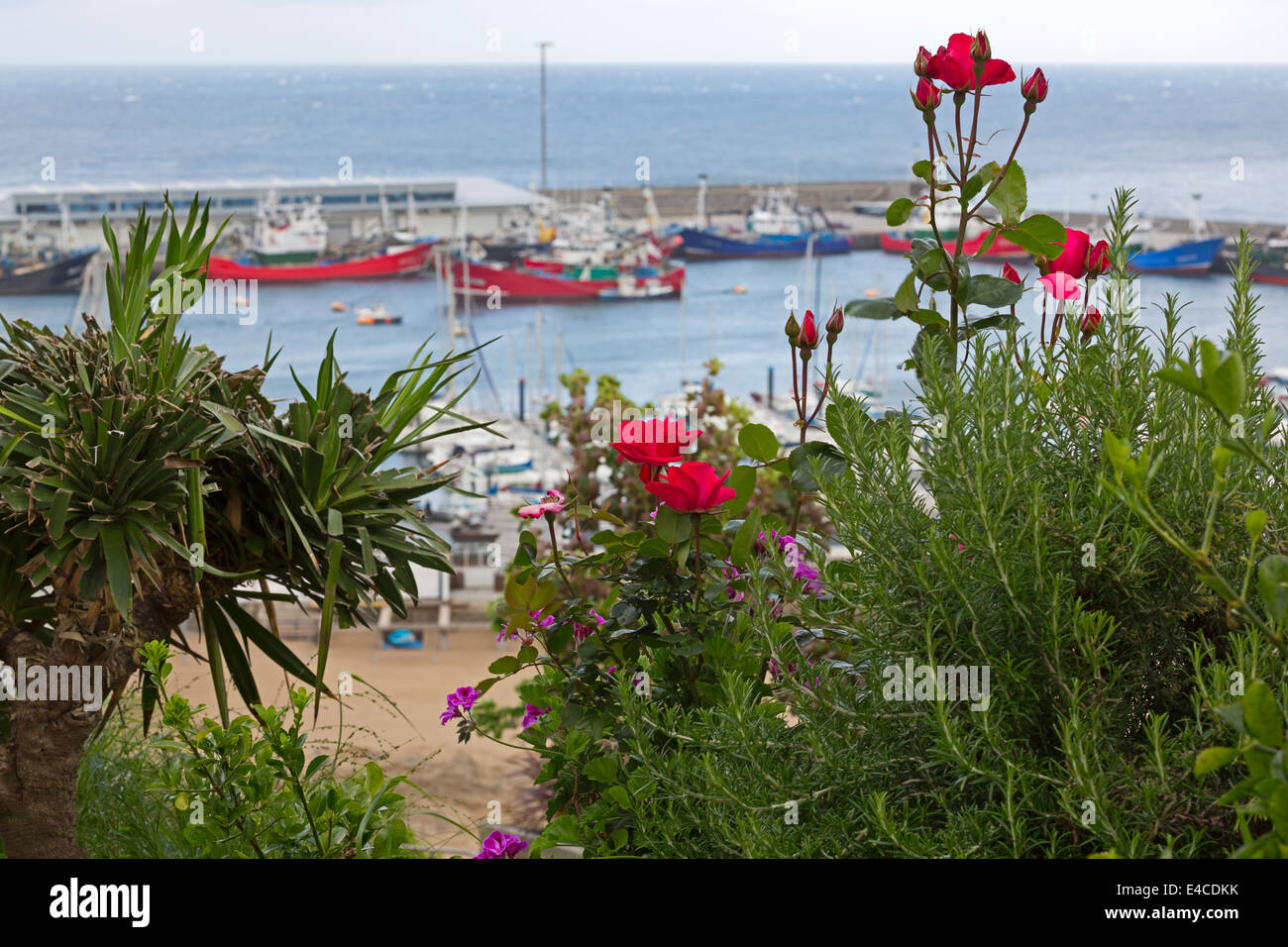 Getaria, Gipuzkoa, Basque Country, Spain. The busy commercial fishing ...