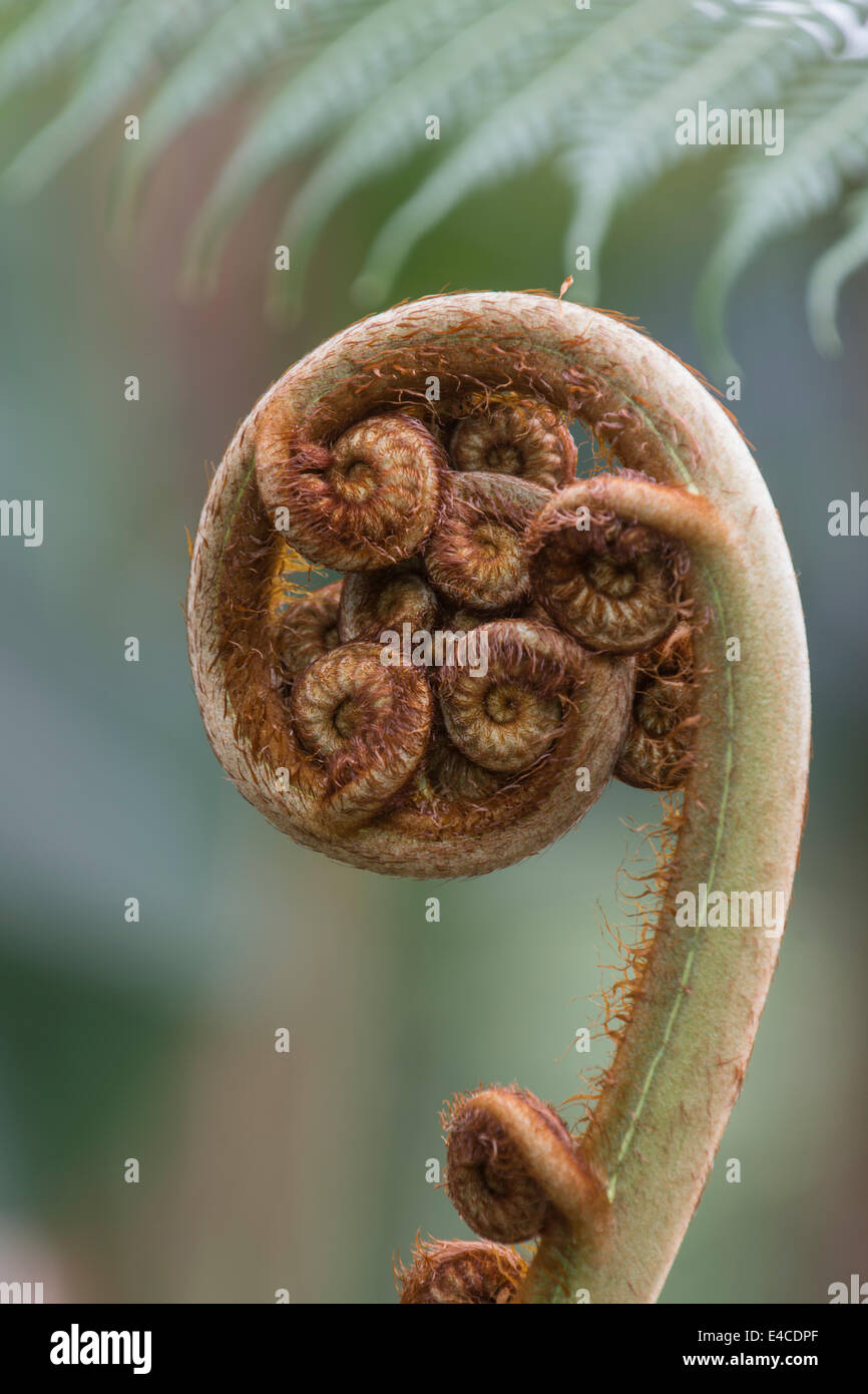 Cyathus hi-res stock photography and images - Alamy