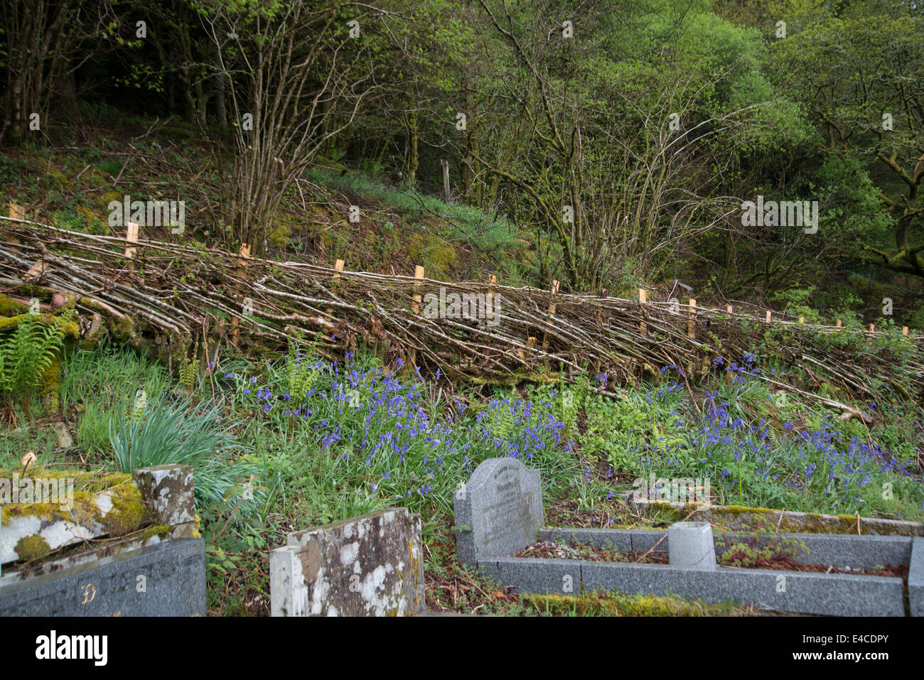 Traditional hedge laying hedge hi-res stock photography and images - Alamy