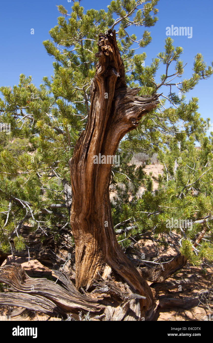 Twisted Juniper Tree High Resolution Stock Photography and Images - Alamy