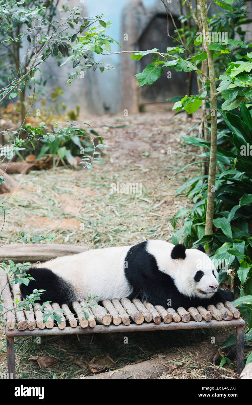 River Safari Singapore Panda
