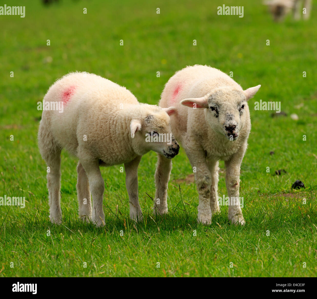Lambs are cute hi-res stock photography and images - Alamy