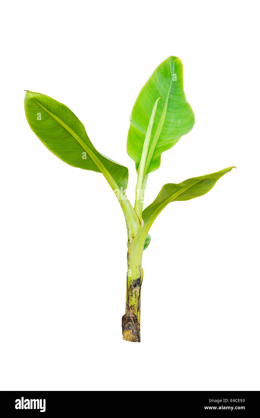 Young banana tree isolated on white background Stock Photo - Alamy
