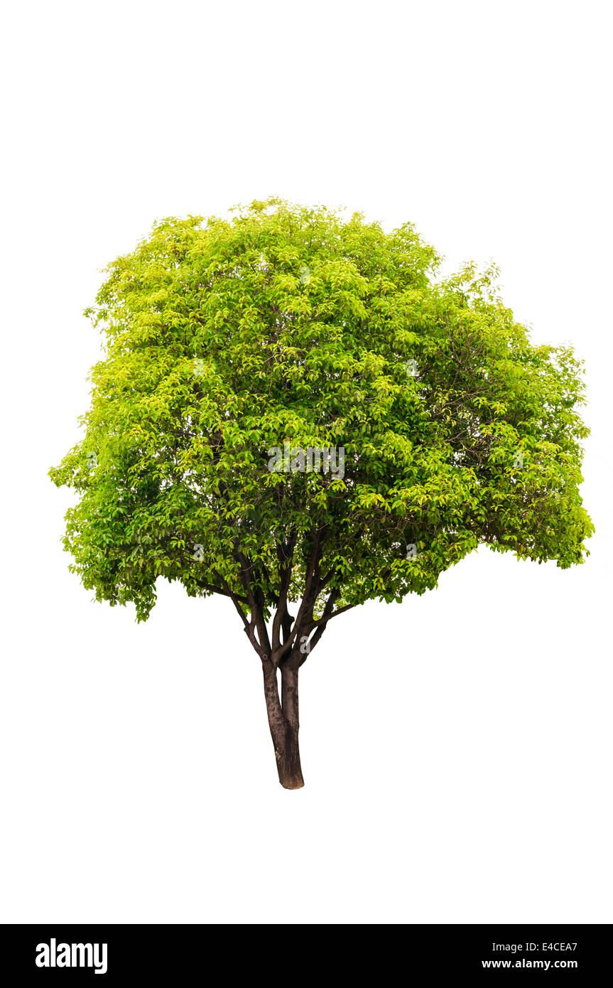 Green tree isolated on white background Stock Photo - Alamy