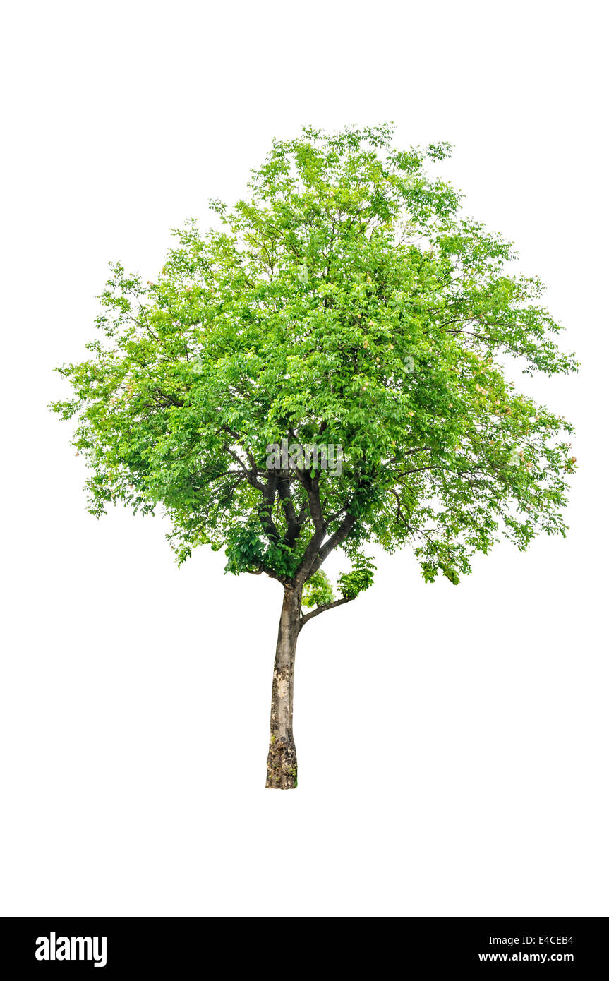 Green tree isolated on white background Stock Photo - Alamy