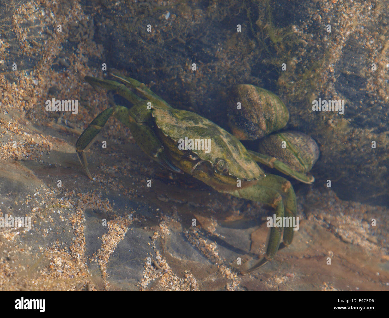 Rockpool crab hi-res stock photography and images - Alamy