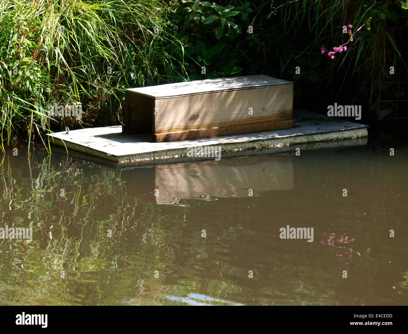 Mink Raft on the Bude Canal, Cornwall, UK Stock Photo - Alamy