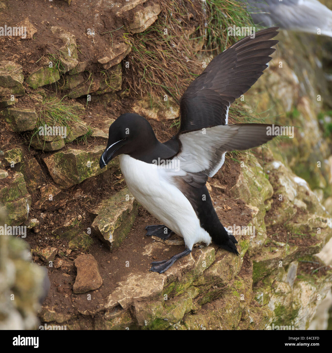 Razorbill, Alca torda Stock Photo - Alamy