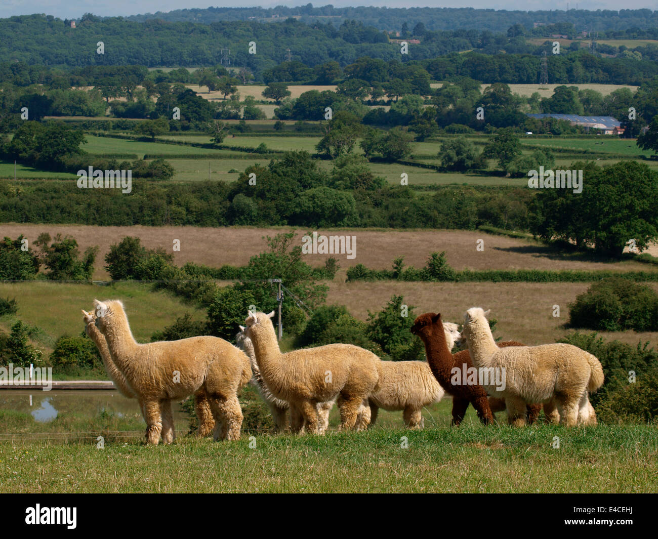 Alpaca Herd Stock Photos & Alpaca Herd Stock Images - Alamy