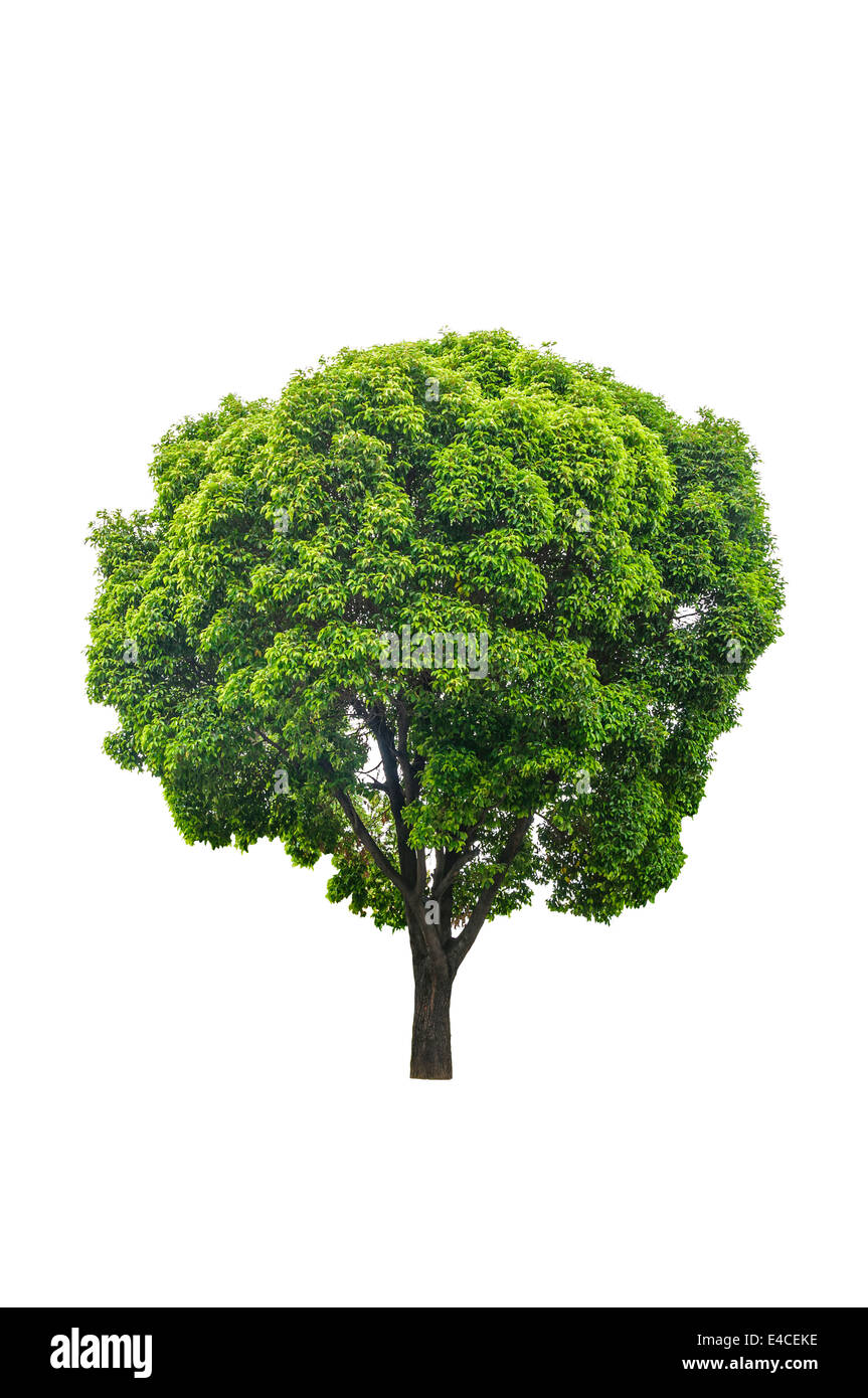 Green tree isolated on white background Stock Photo - Alamy