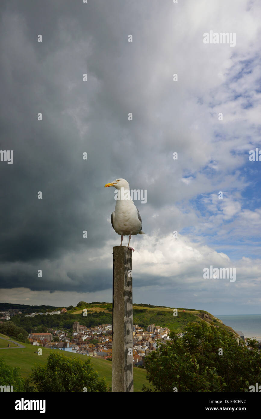 Old Town Hastings, East Sussex, UK. 8th July, 2014. A Herring Gull ...