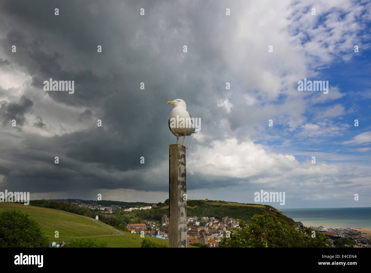 Old Town Hastings, East Sussex, UK. 8th July 2014. A Herring Gull ...