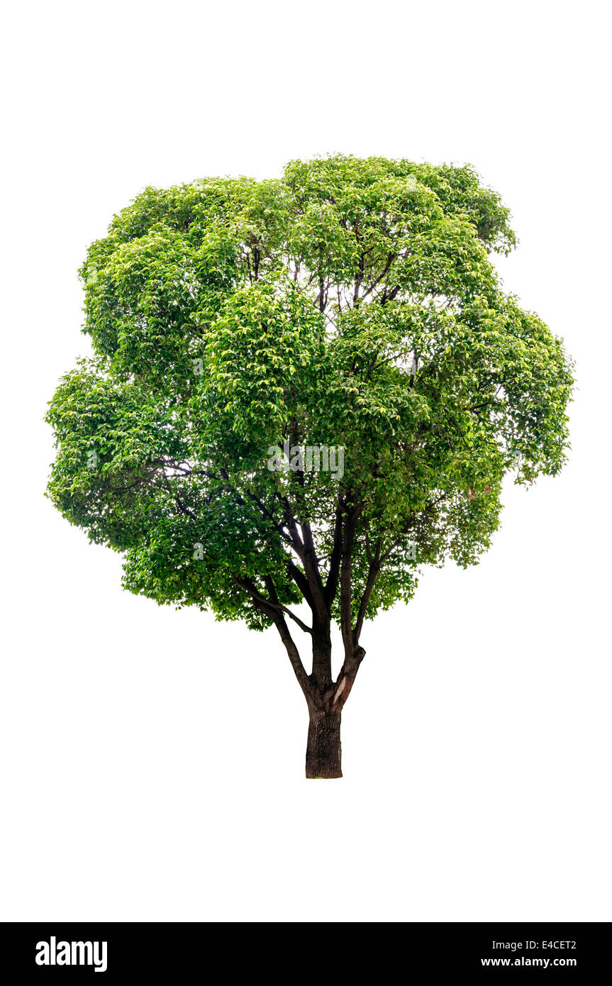 Green tree isolated on white background Stock Photo - Alamy