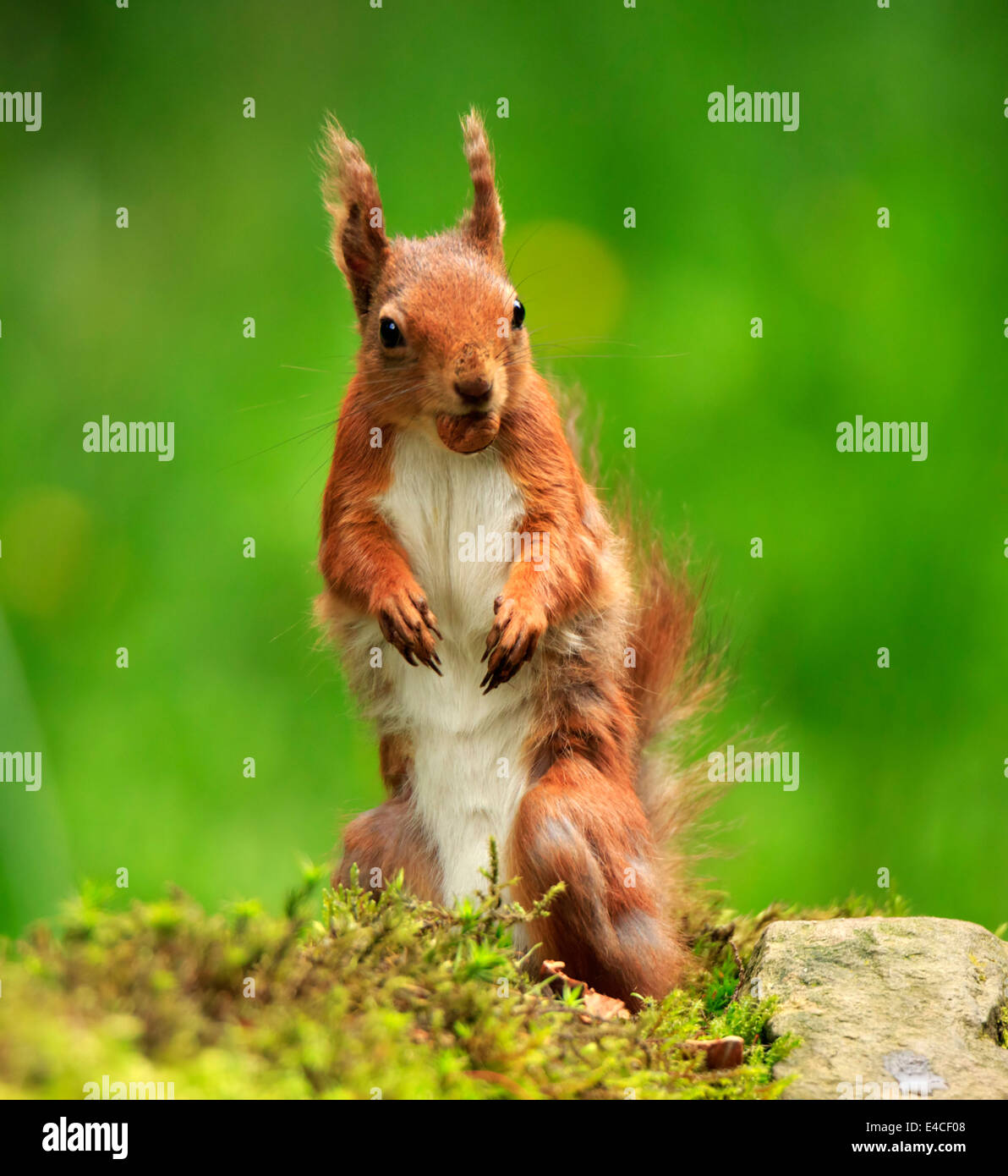 Eurasian red squirrel, Sciurus vulgaris Stock Photo - Alamy