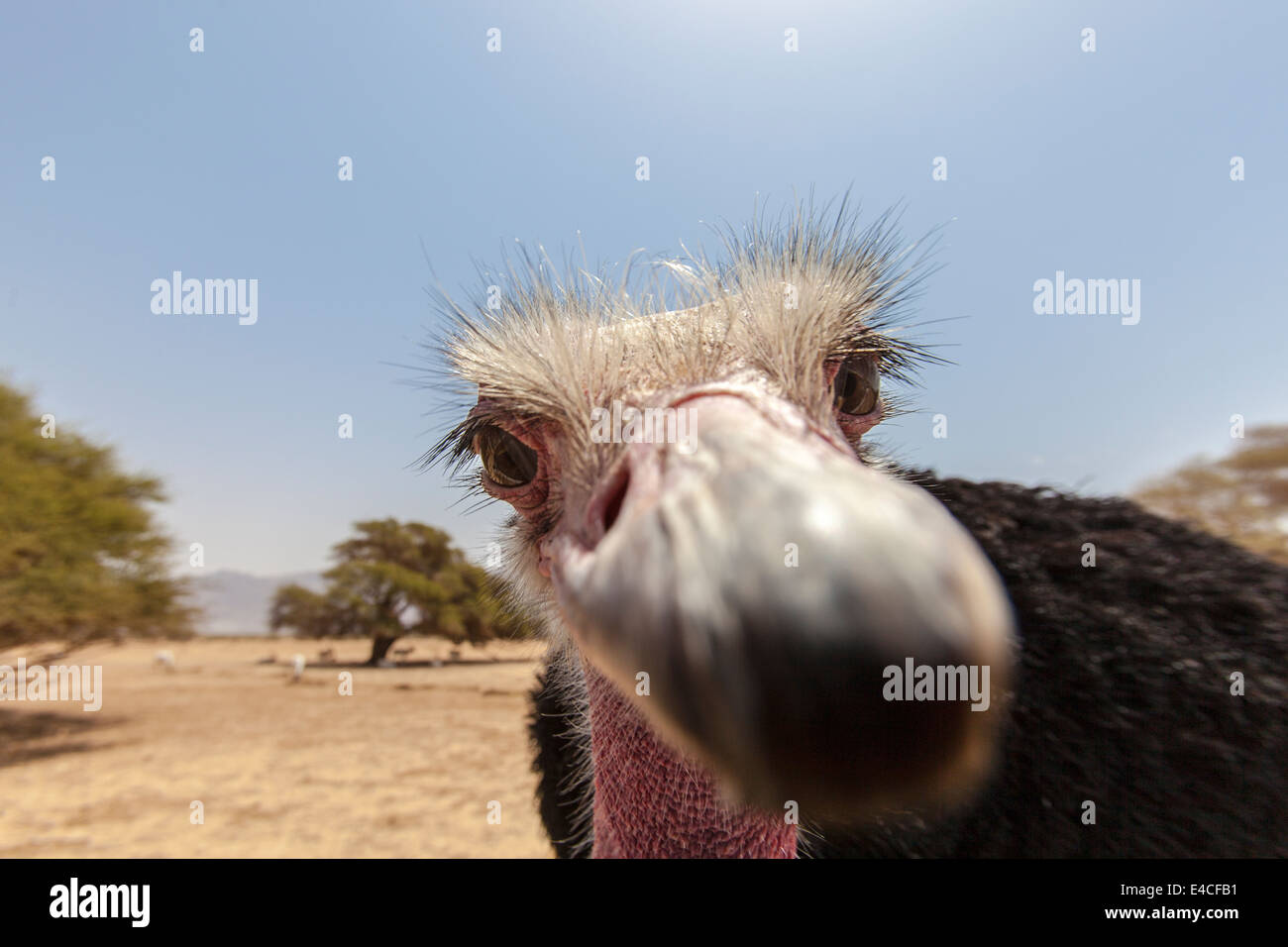 Ostridge hi-res stock photography and images - Alamy