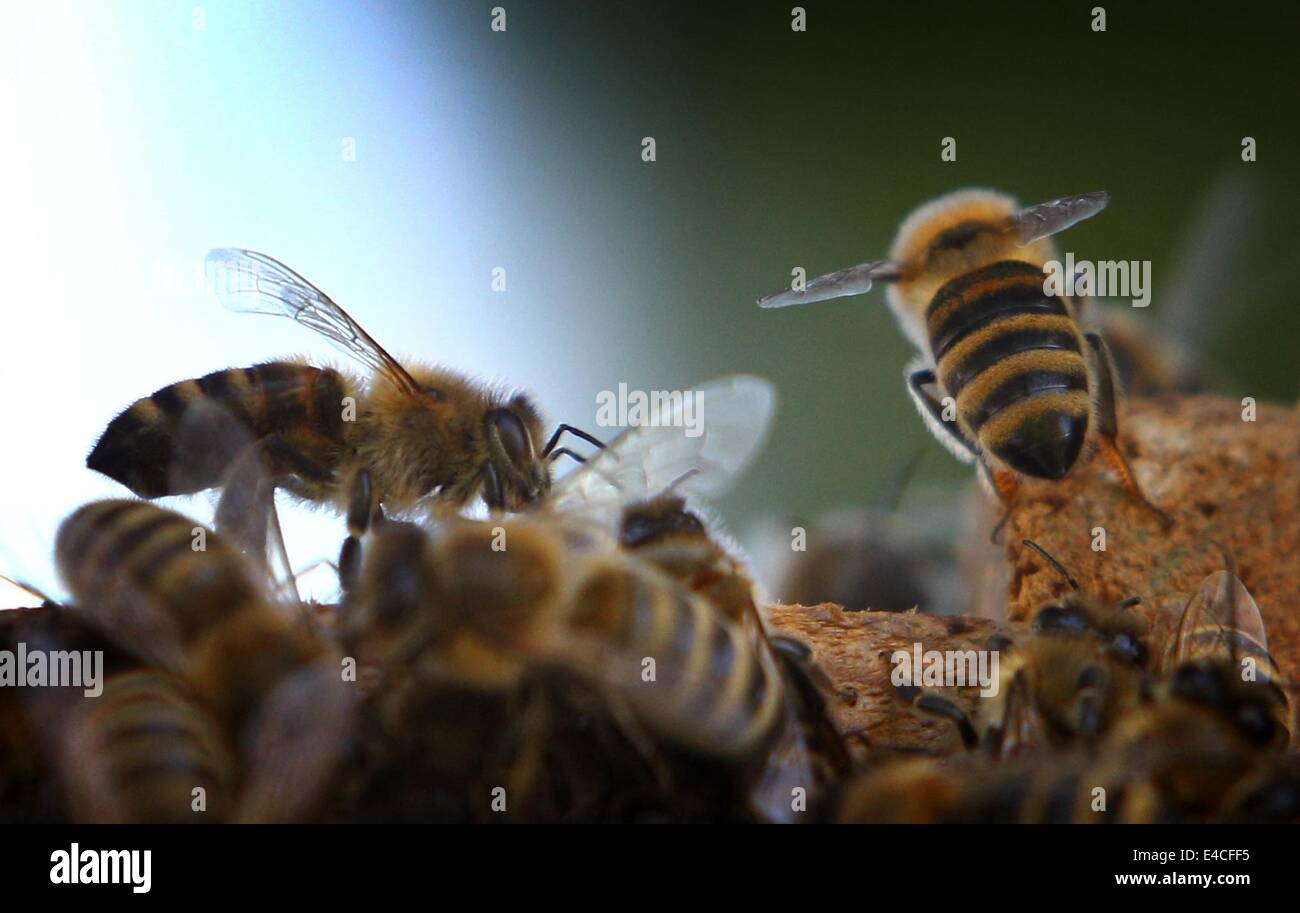 Carnica bees at a honey farm in Kleinkemnat, Germany, 06 July 2014 ...
