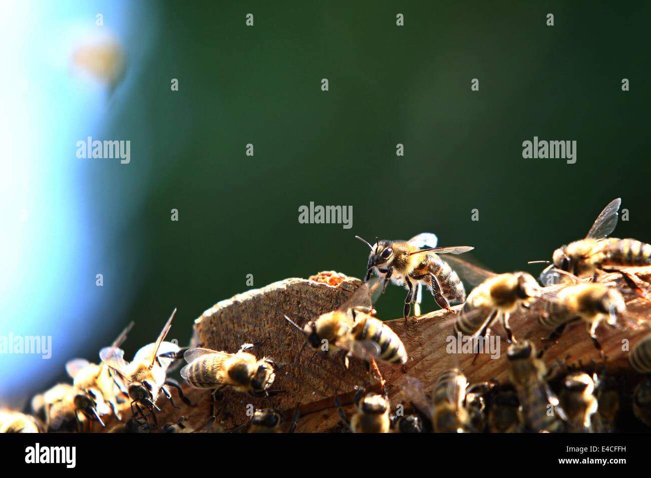 Kleinkemnat hi-res stock photography and images - Alamy