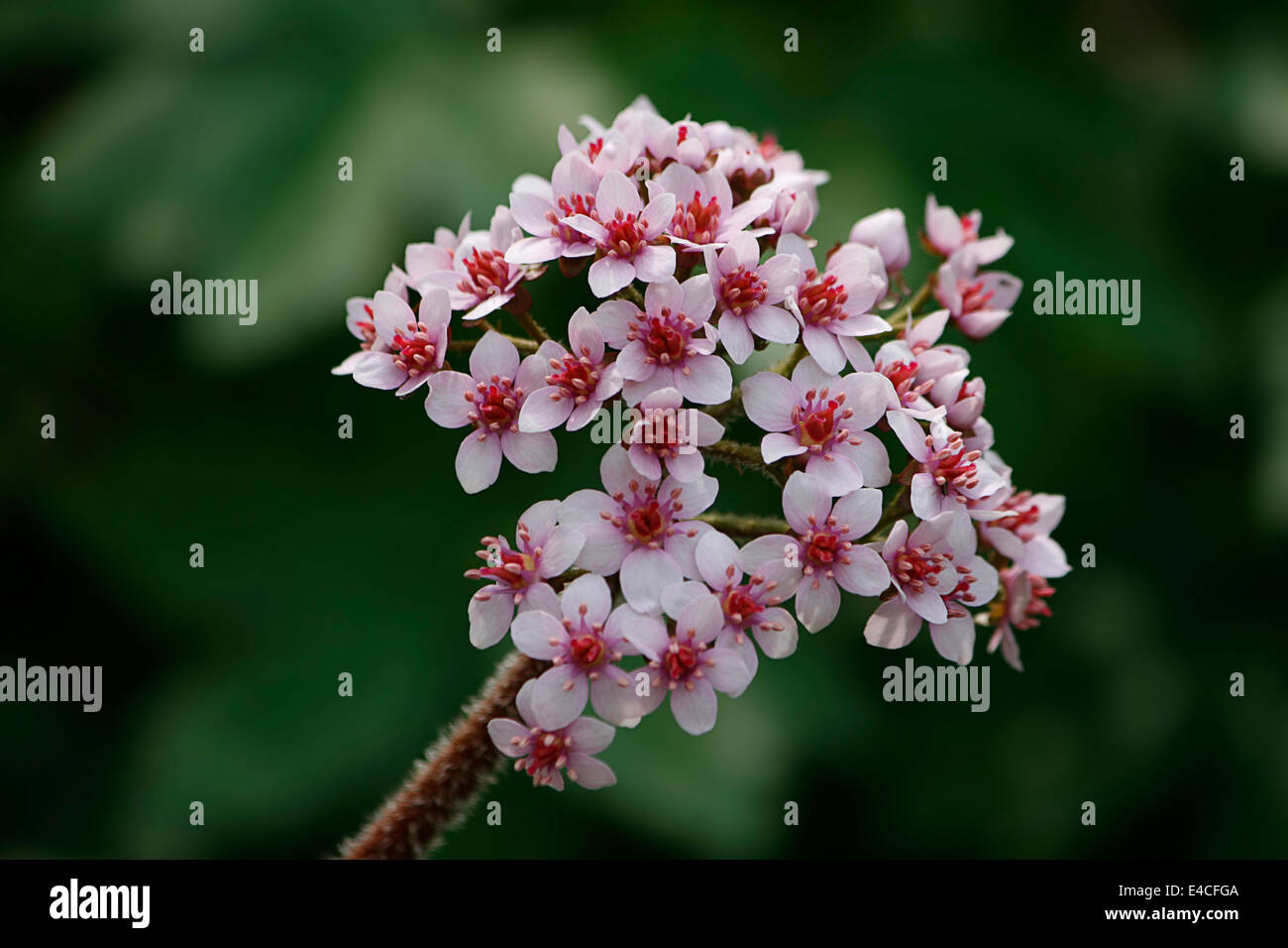 Damera peltata hi-res stock photography and images - Alamy