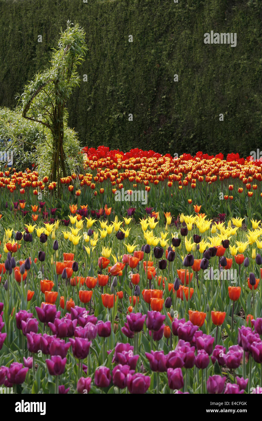 Mass of tulips - part of the springtime display at RHS Harlow Carr ...