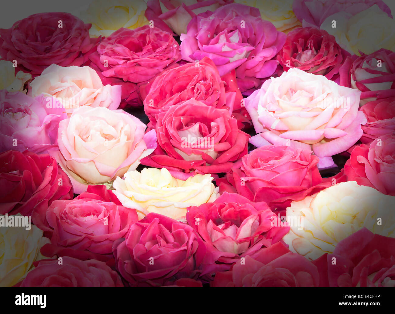 Background of pink roses represent love, I love you Stock Photo - Alamy