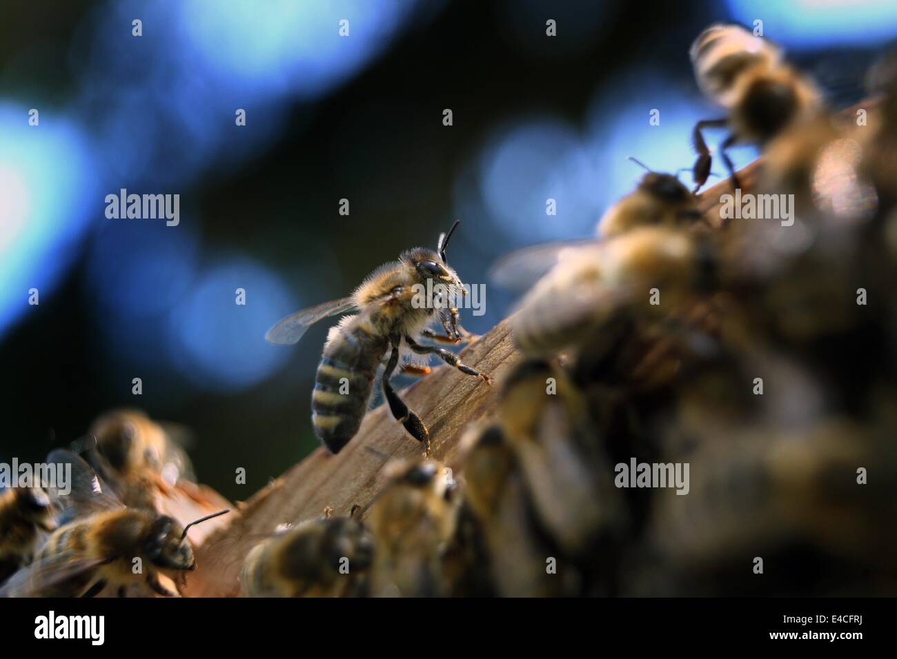 Carnica bees at a honey farm in Kleinkemnat, Germany, 06 July 2014 ...