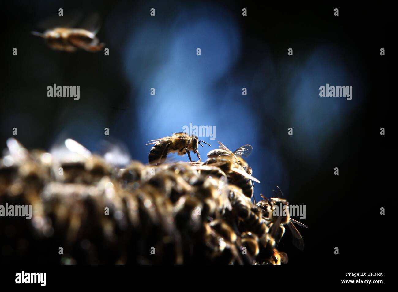 Kleinkemnat hi-res stock photography and images - Alamy