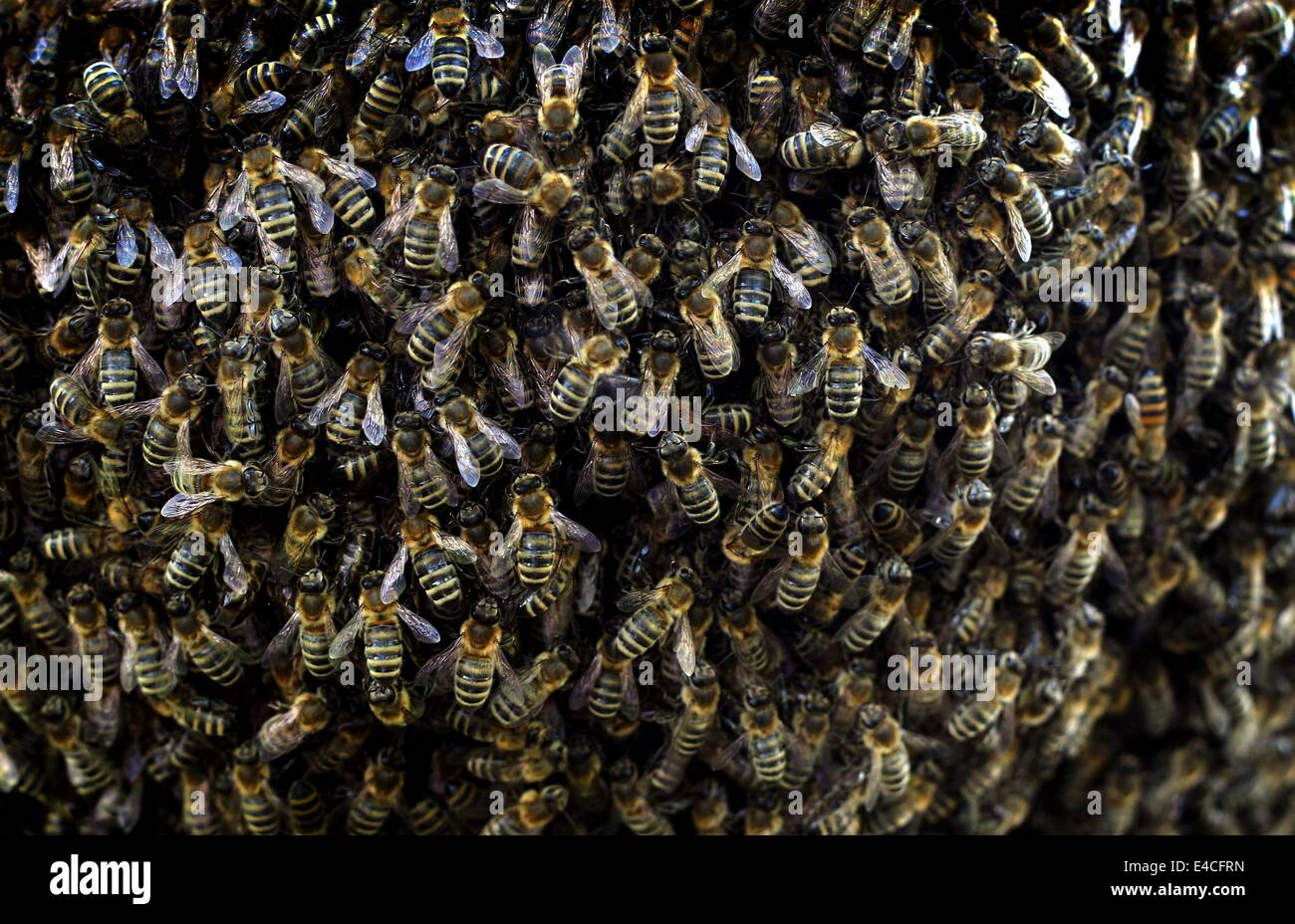 Carnica bees at a honey farm in Kleinkemnat, Germany, 06 July 2014 ...
