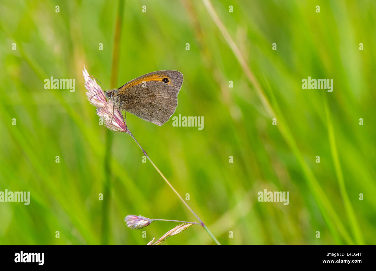 Hay meadows butterfly hi-res stock photography and images - Alamy