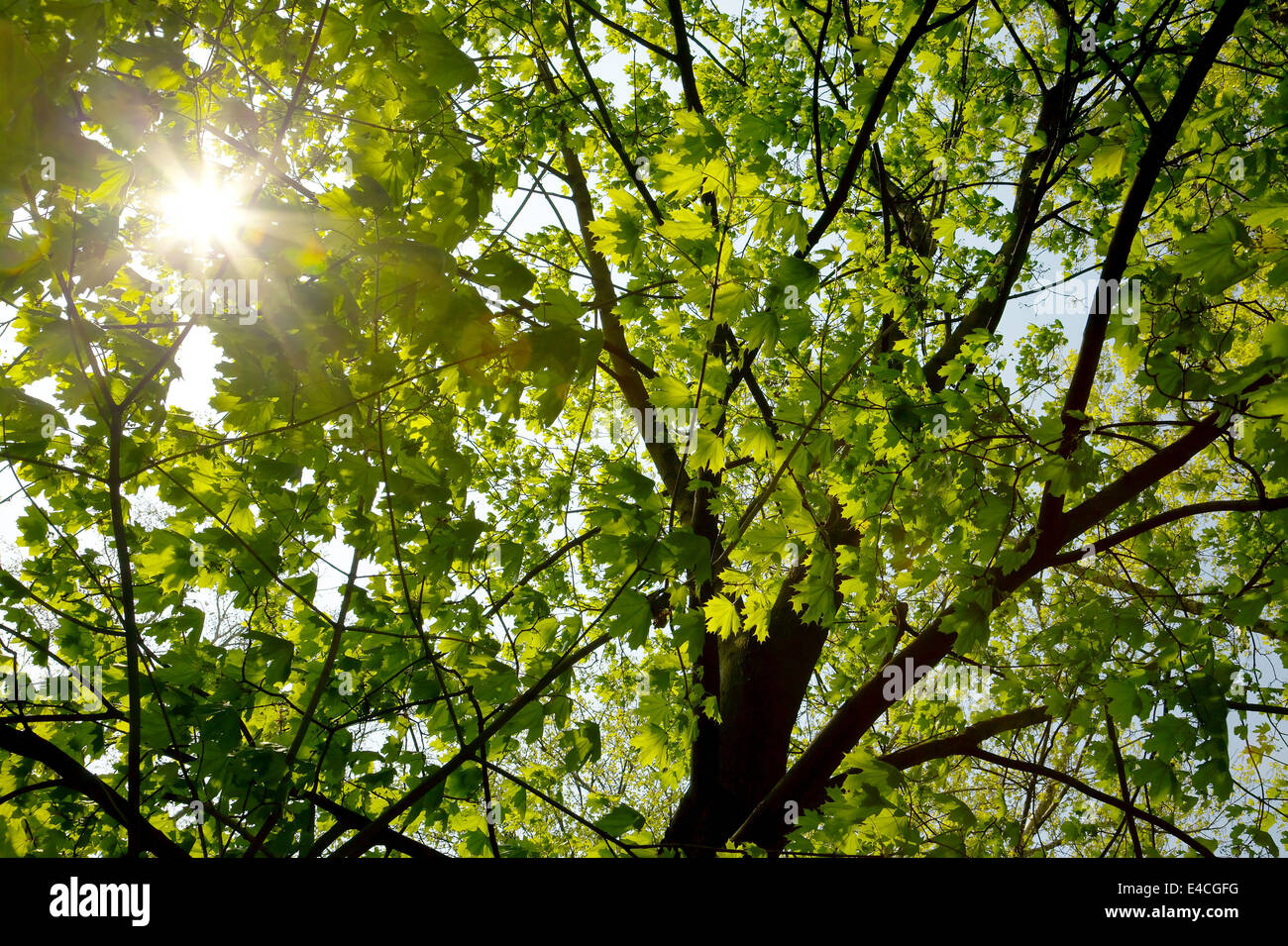 Shiny tree leaves hi-res stock photography and images - Alamy