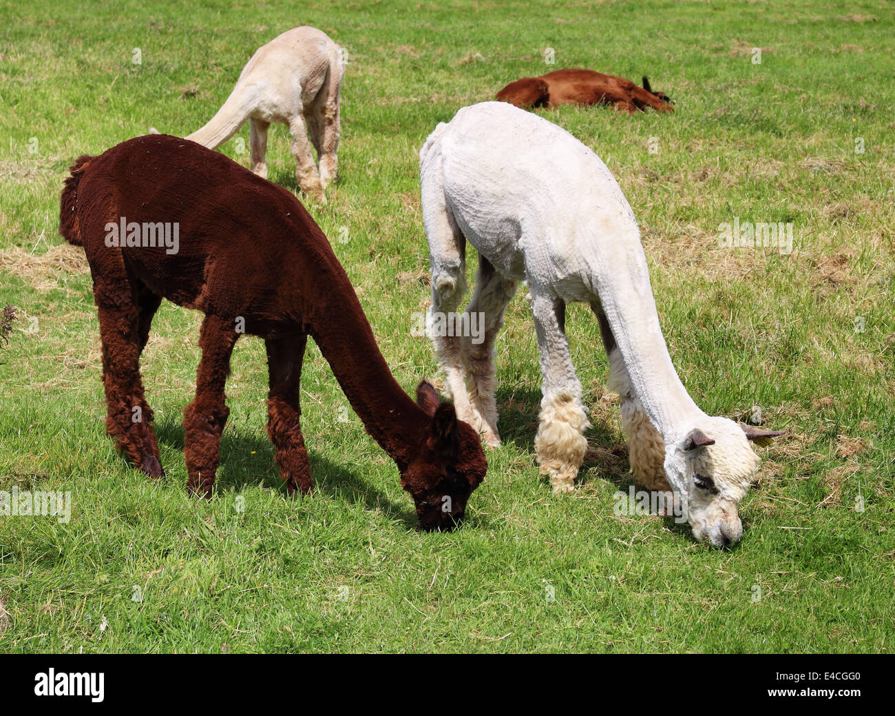White and brown alpacas hi-res stock photography and images - Alamy