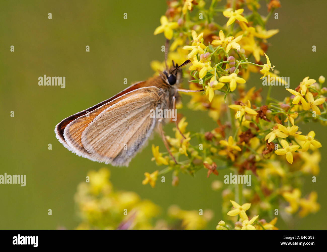 Small Skipper butterfly Lady's Bedstraw. Hurst Meadows, West Molesey ...