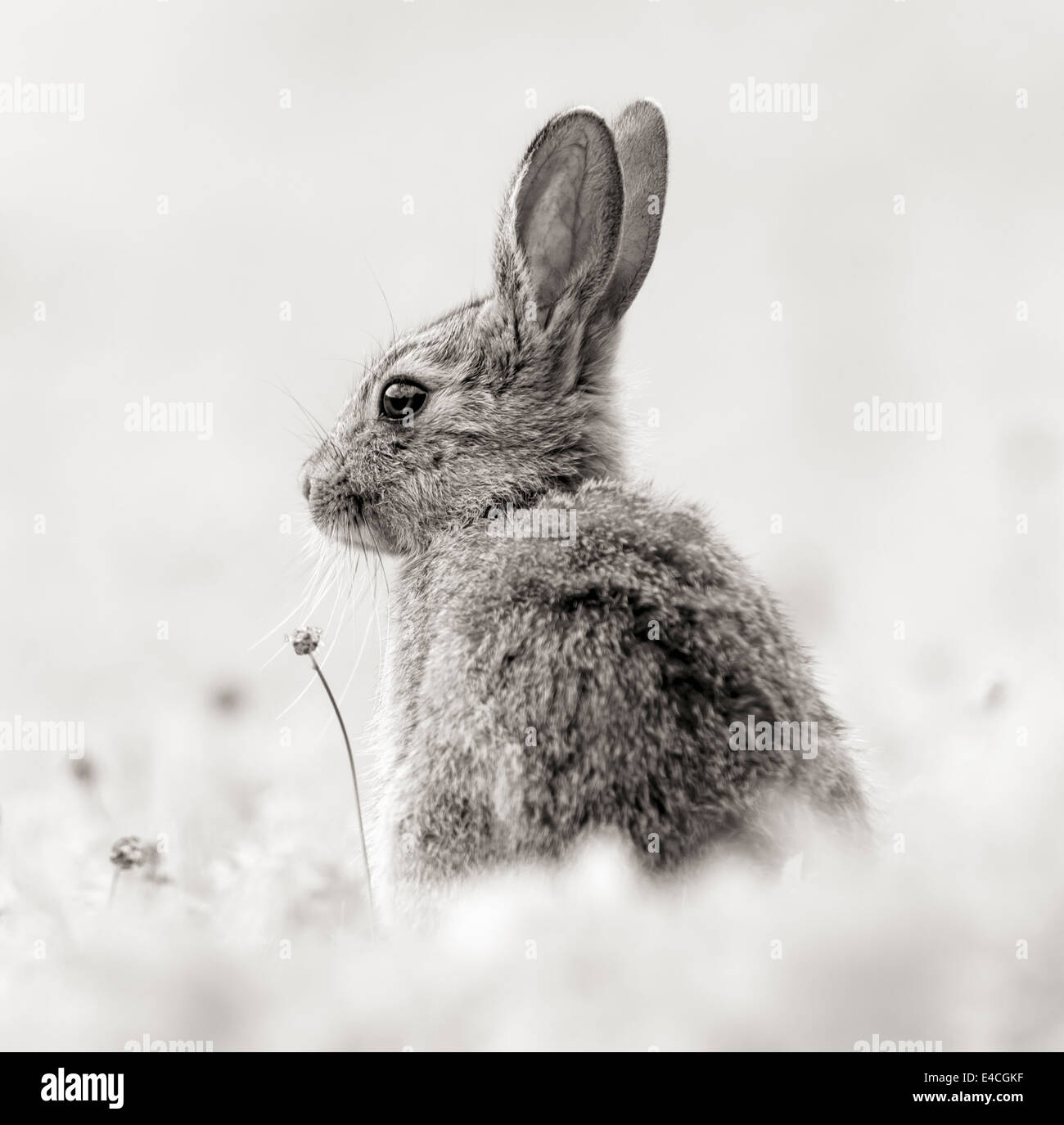 Black rabbit big bunny hi-res stock photography and images - Alamy