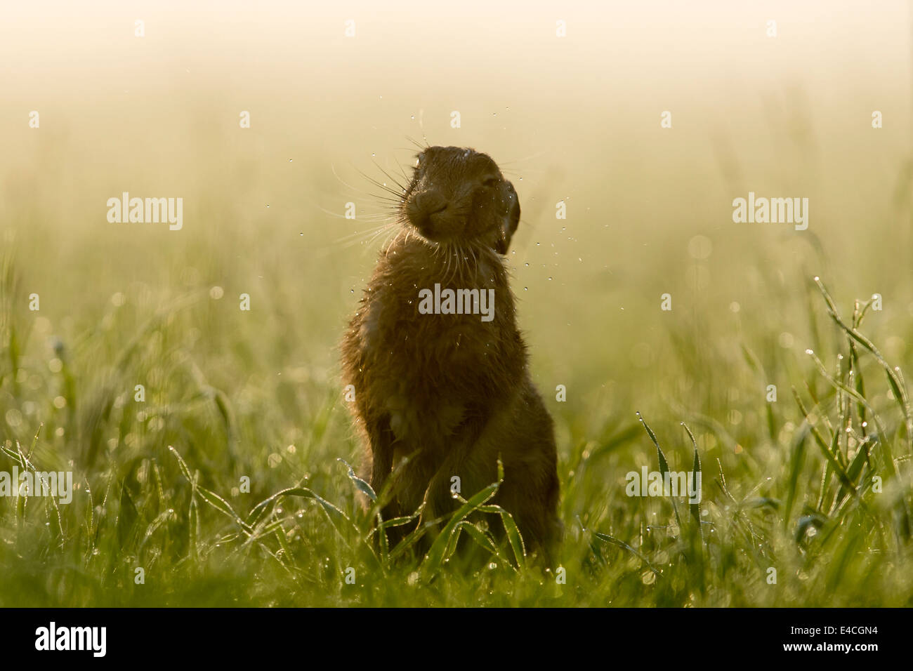 Shaking grass hi-res stock photography and images - Alamy