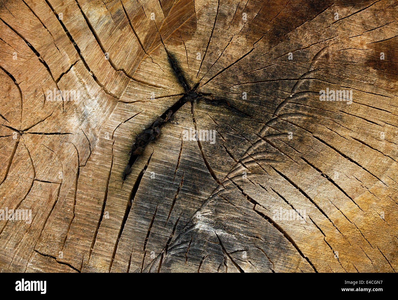 Big thick trunk hi-res stock photography and images - Alamy